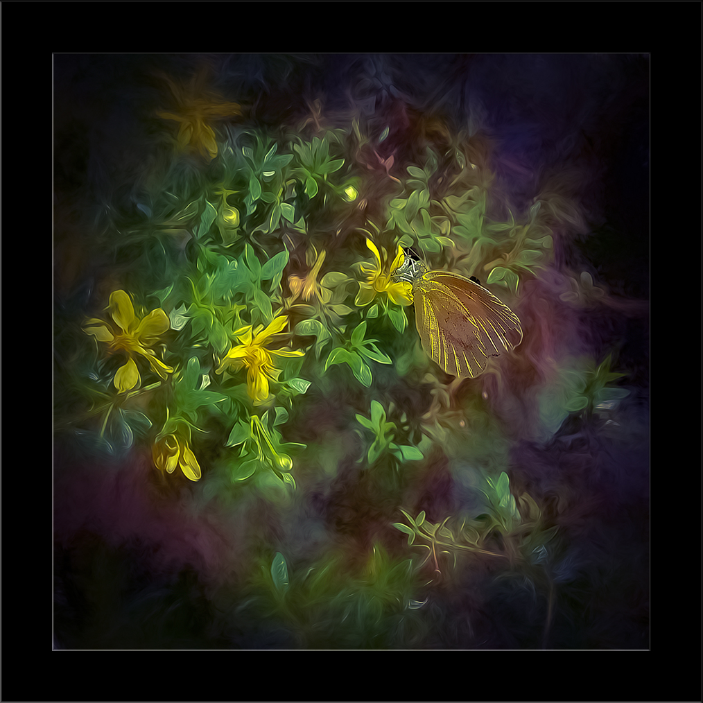 An Orange Butterfly Called Sleepy | Becoming is Superior to Being