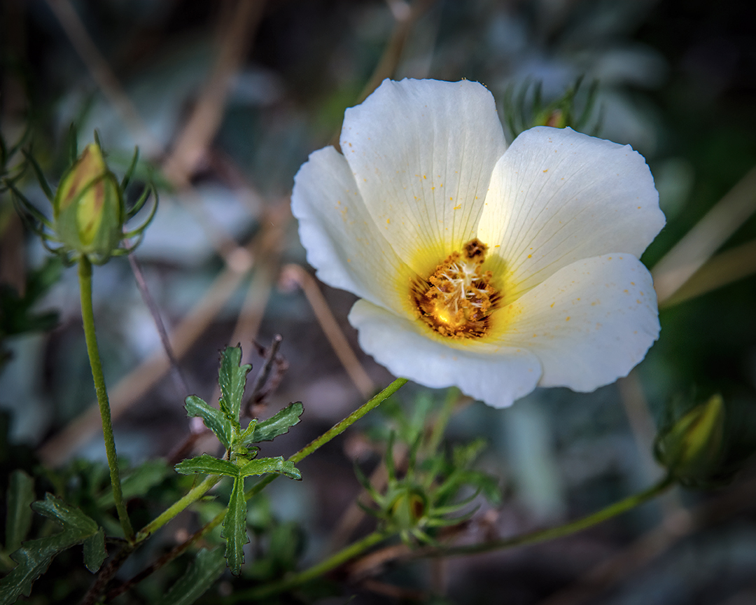 Desert Rosemallow | Becoming is Superior to Being