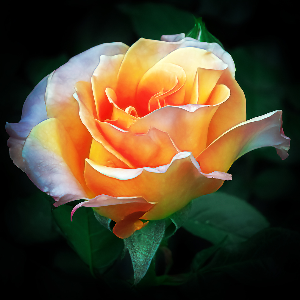 Peach-Colored Rose | Becoming is Superior to Being