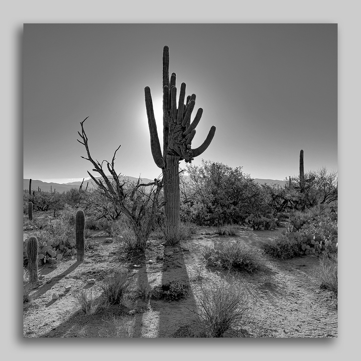 Cristate Saguaro Cactus | Becoming is Superior to Being
