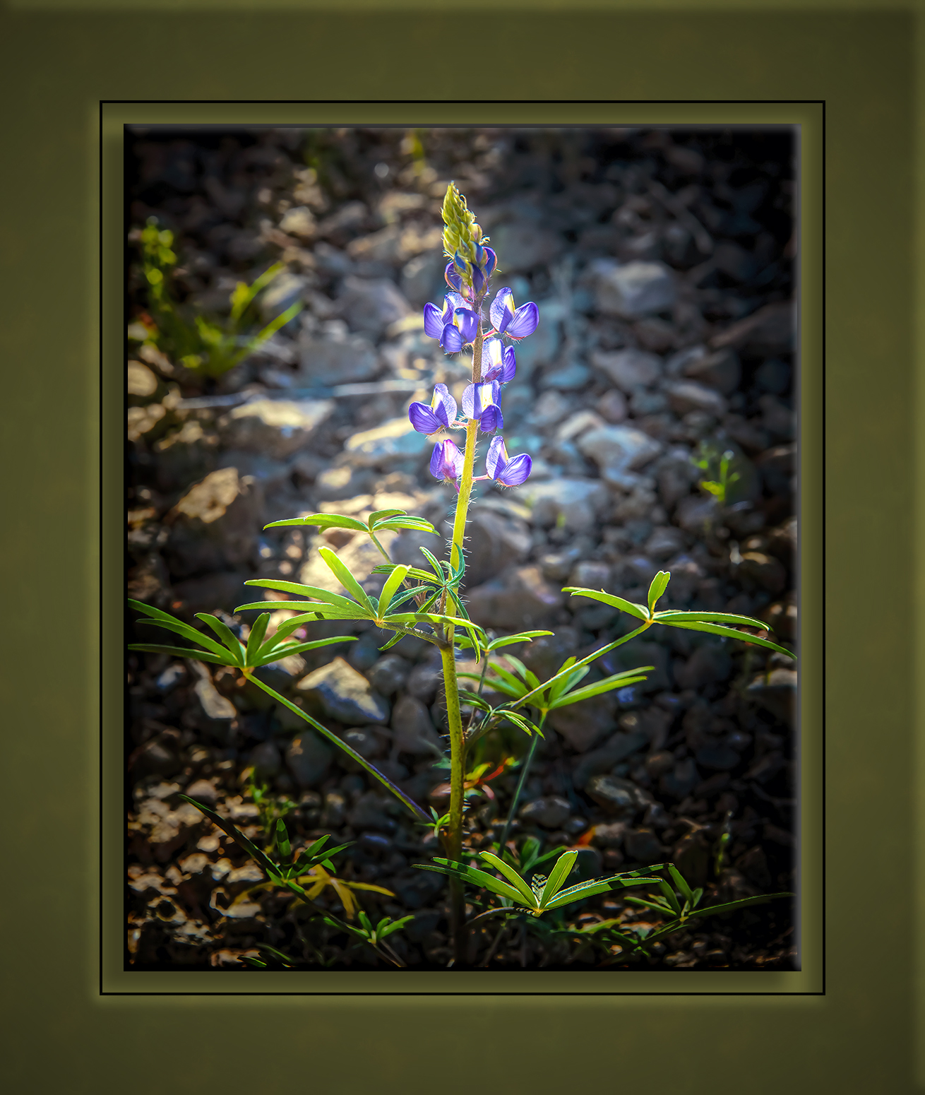 Desert Lupine | Becoming is Superior to Being
