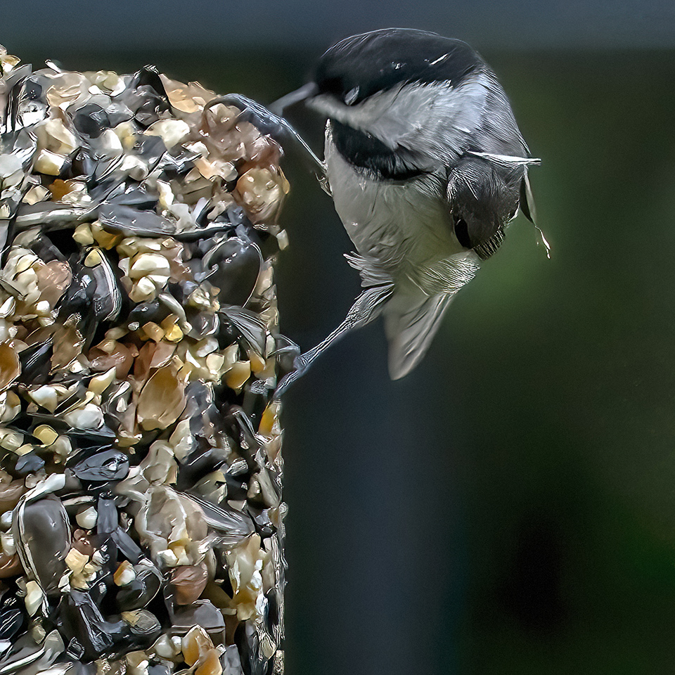 Nuthatch — The Upside Down Bird | Becoming is Superior to Being