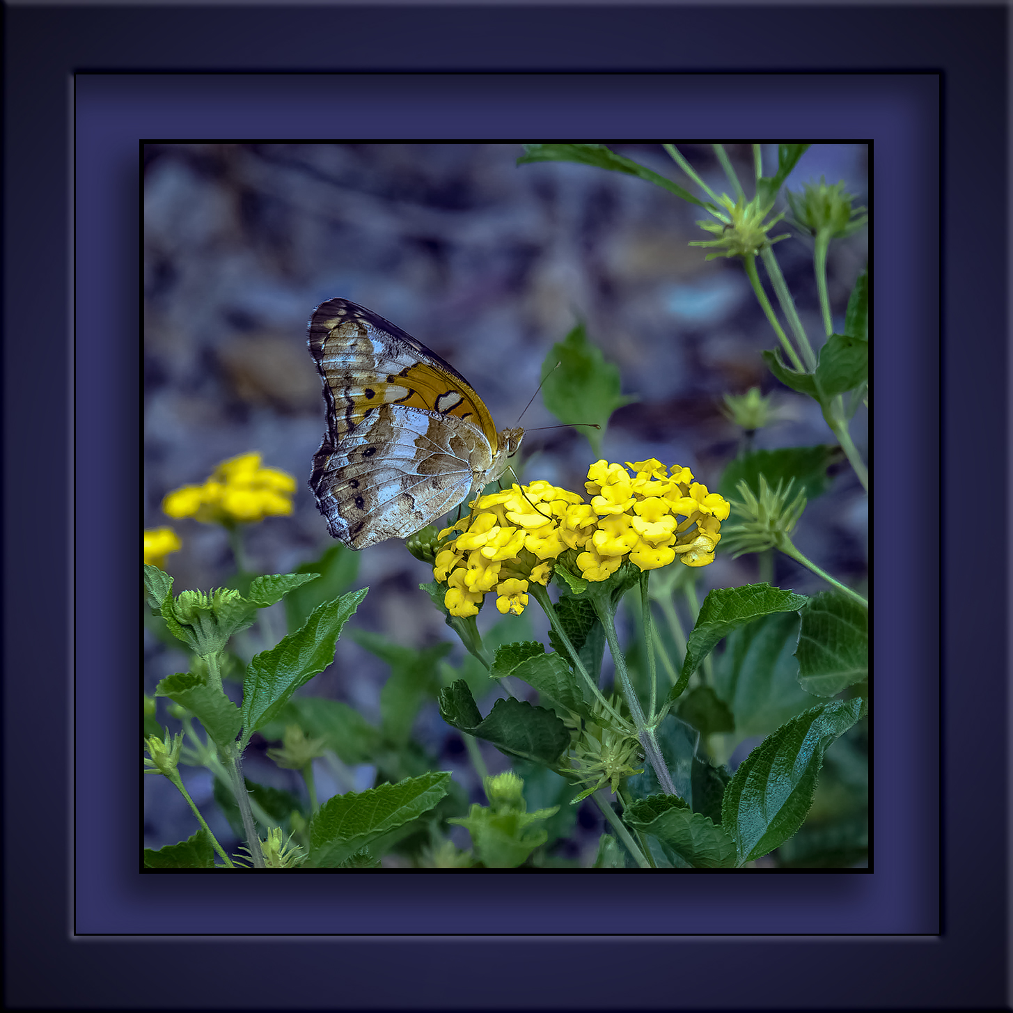 This Painted Lady Is A Beauty | Becoming is Superior to Being