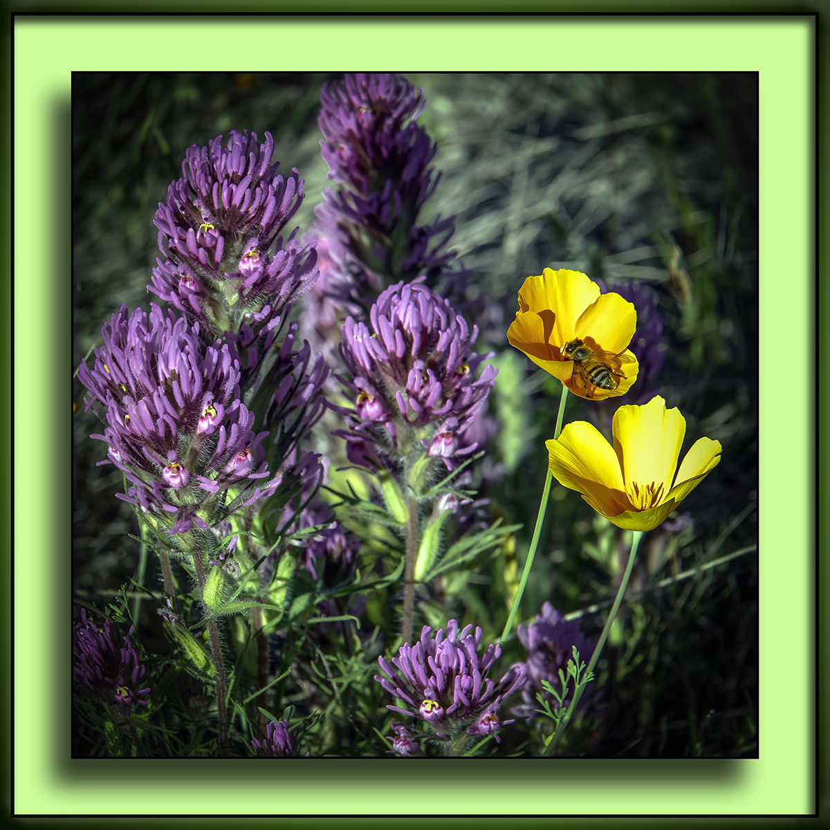 Sutherland Trail Wildflowers | Becoming is Superior to Being
