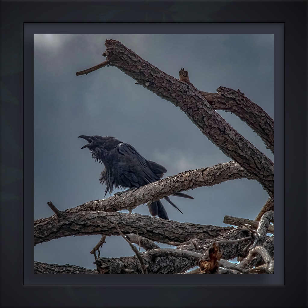 Angry Raven | Becoming is Superior to Being