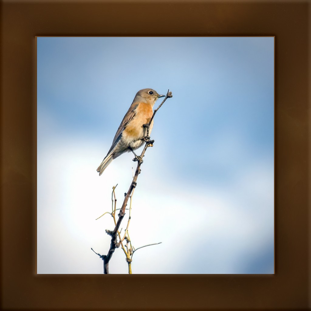 Say’s Phoebe | Becoming is Superior to Being