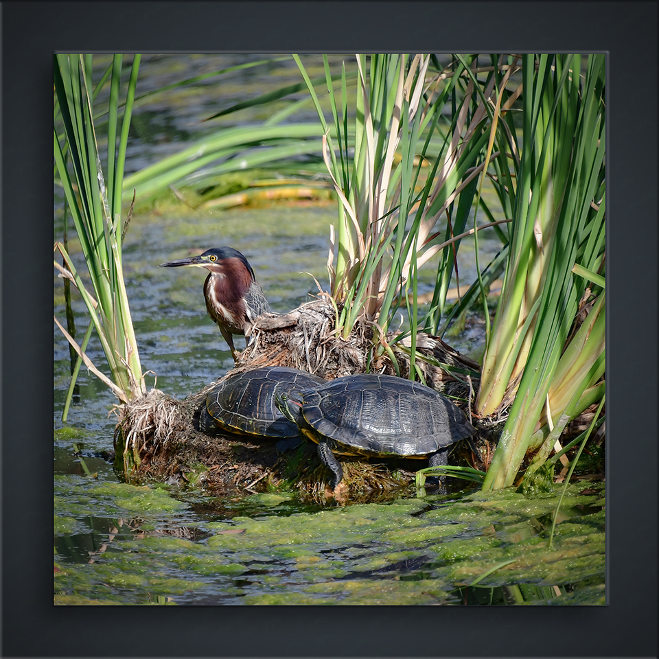 Friends In The Pond | Becoming is Superior to Being