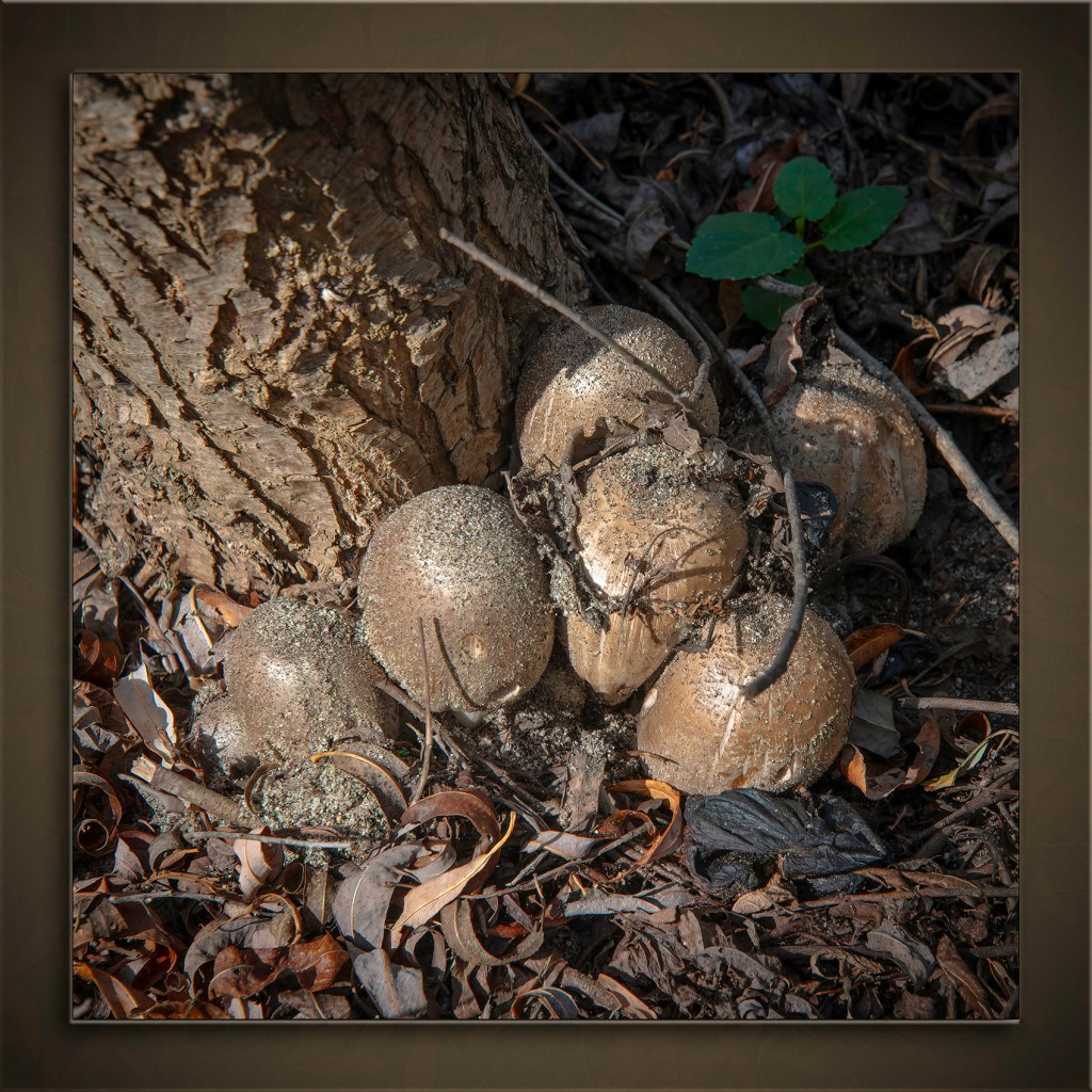 Coprin de Romagnesi Mushrooms | Becoming is Superior to Being