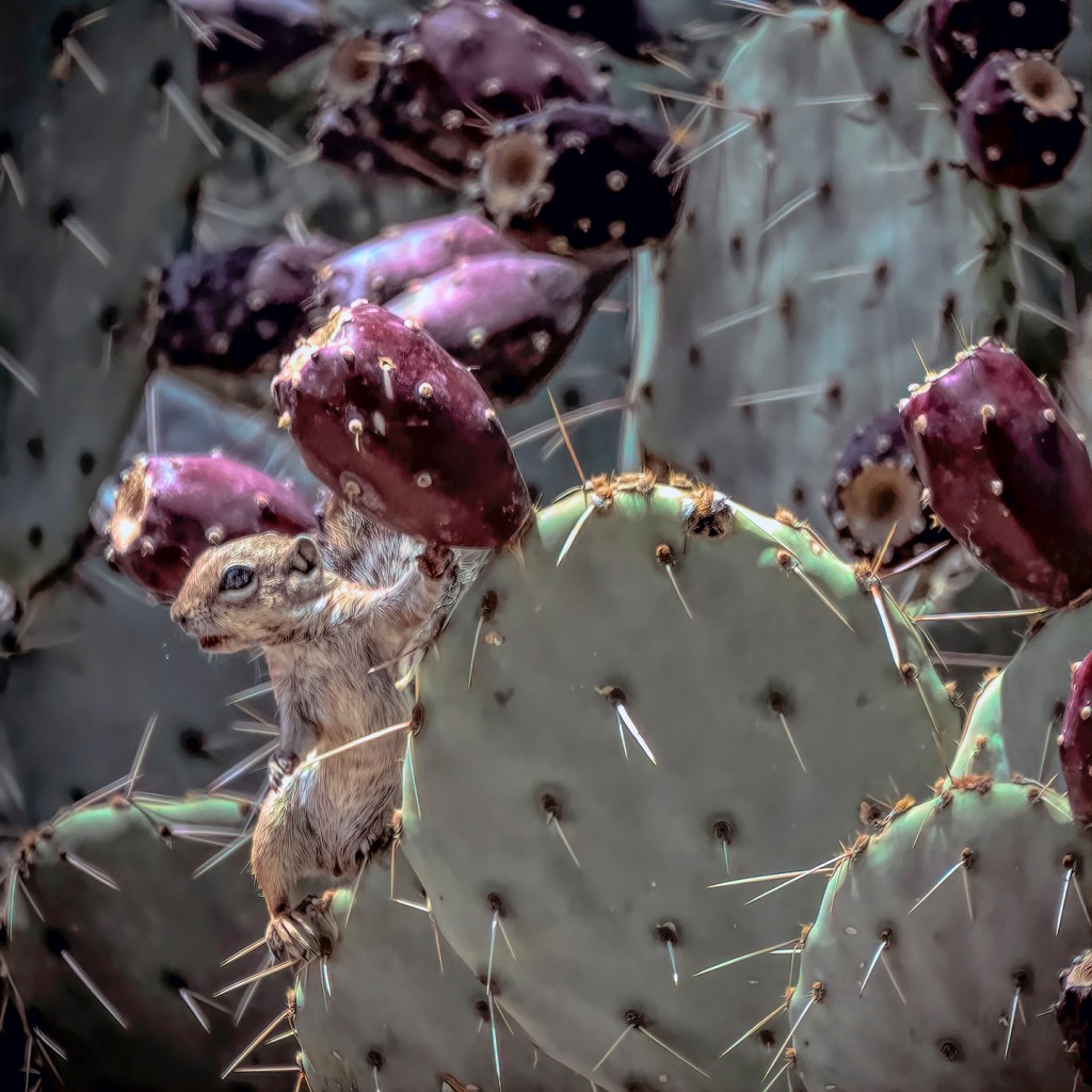 Chipmunks Love Cactus Fruit | Becoming is Superior to Being