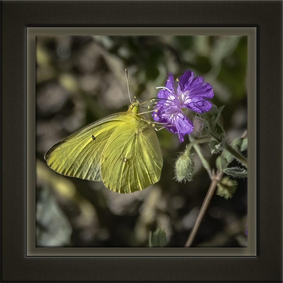 Cloudless Sulphur On Trailing Windmill | Becoming is Superior to Being