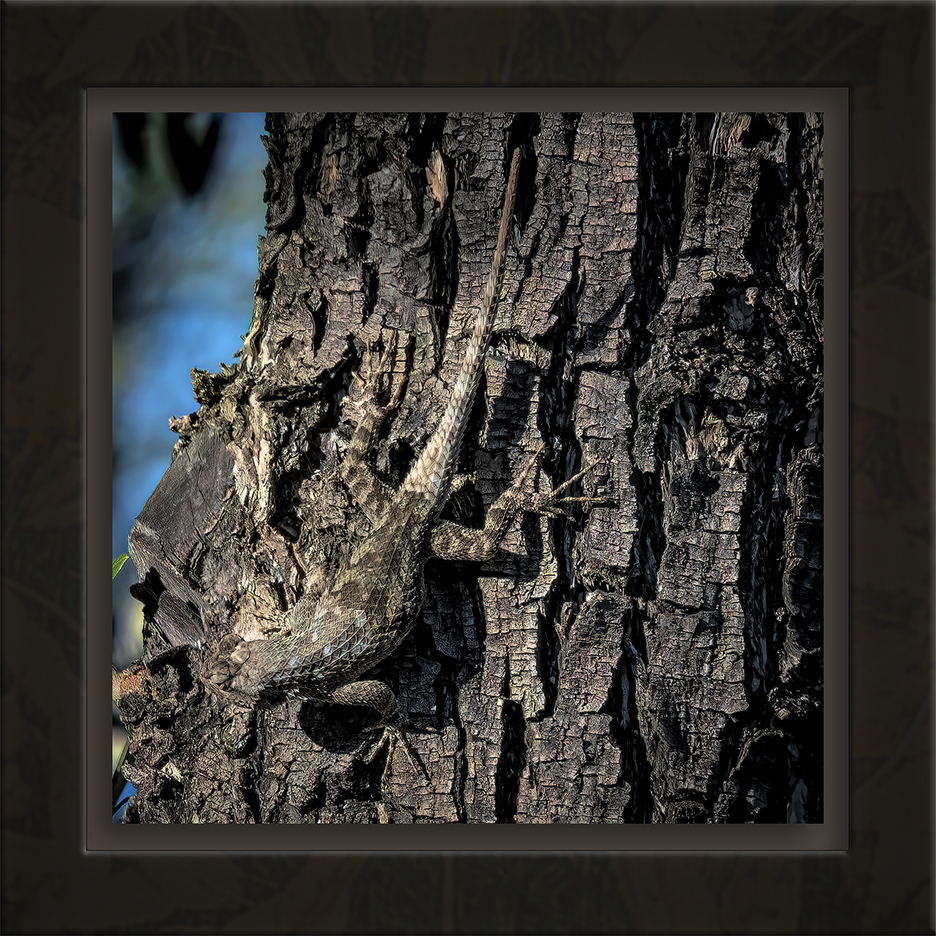 Ornate Tree Lizard | Becoming is Superior to Being