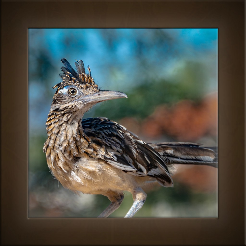 Greater Roadrunner Portrait | Becoming is Superior to Being