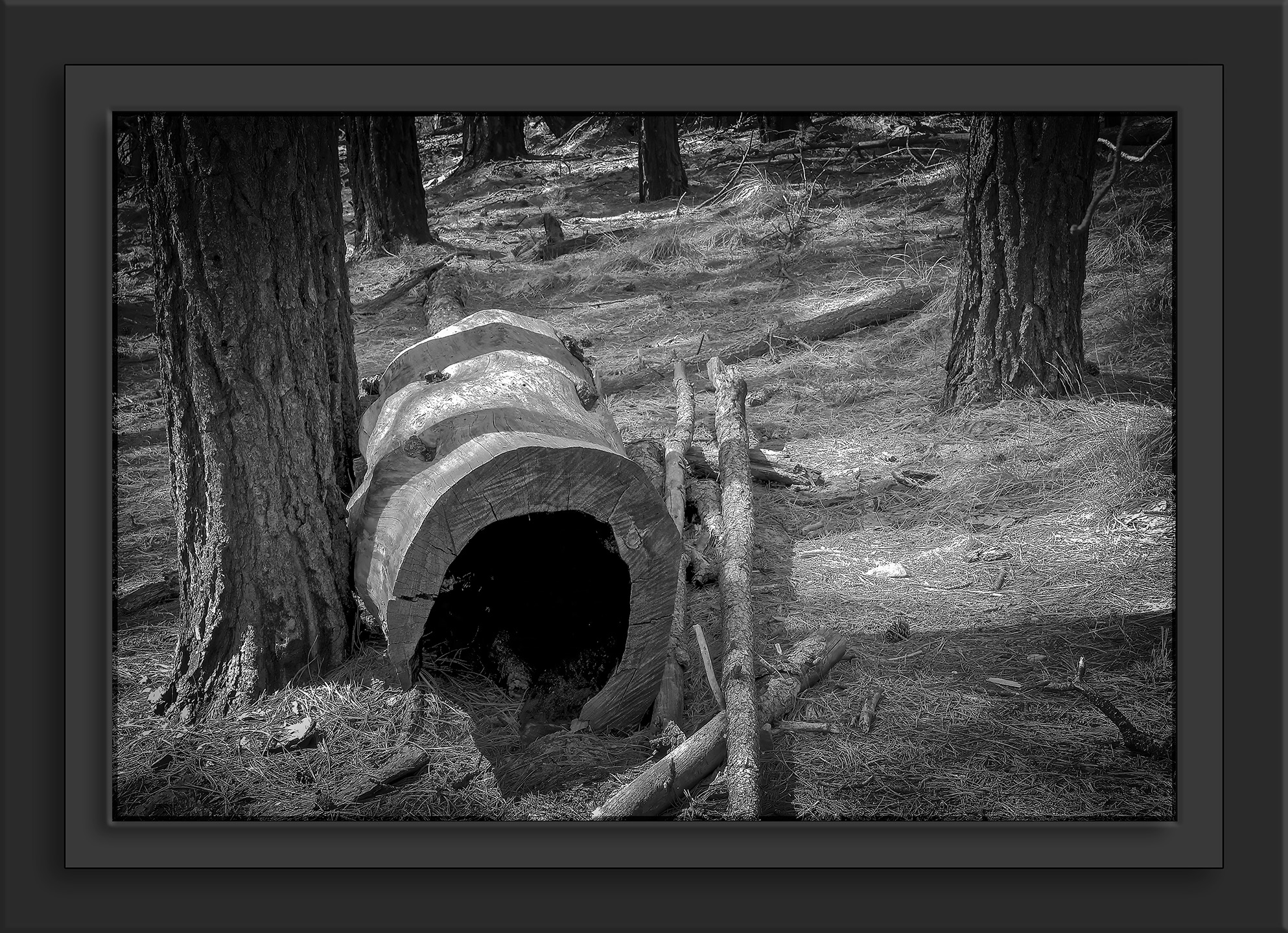 Forest Floor | Becoming is Superior to Being
