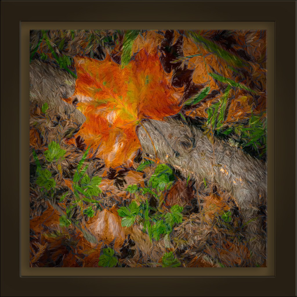Autumn Forest Floor | Becoming is Superior to Being