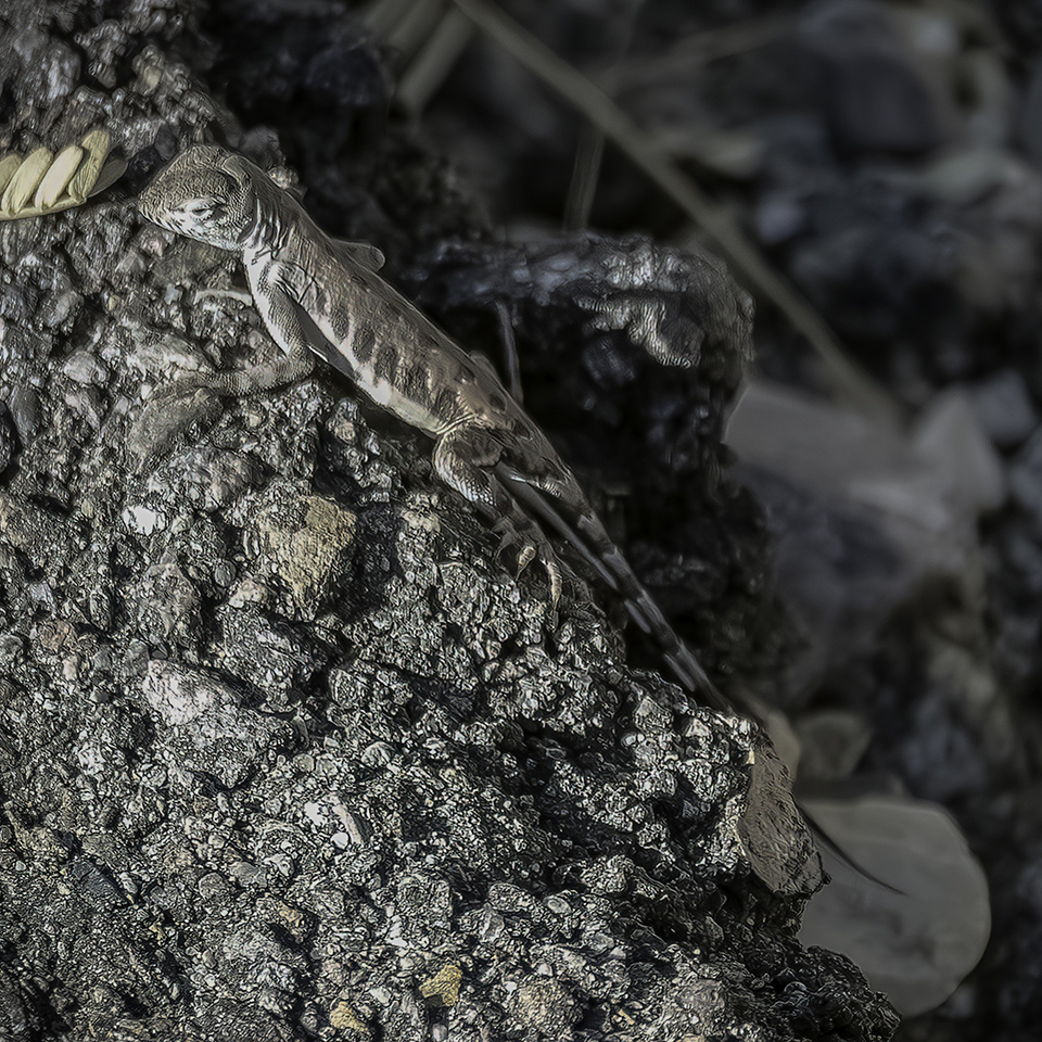 SCVN Lizard Walk | Becoming is Superior to Being