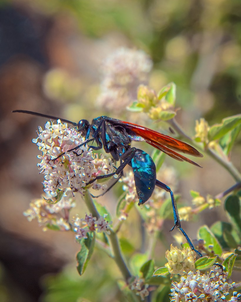 Tarantula Hawk | Becoming is Superior to Being