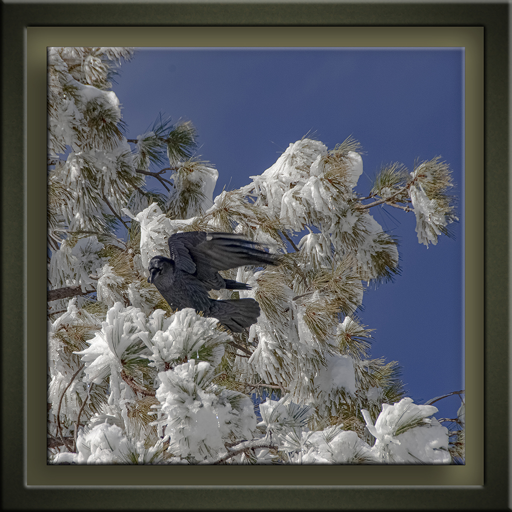 Raven In The Snow | Becoming is Superior to Being