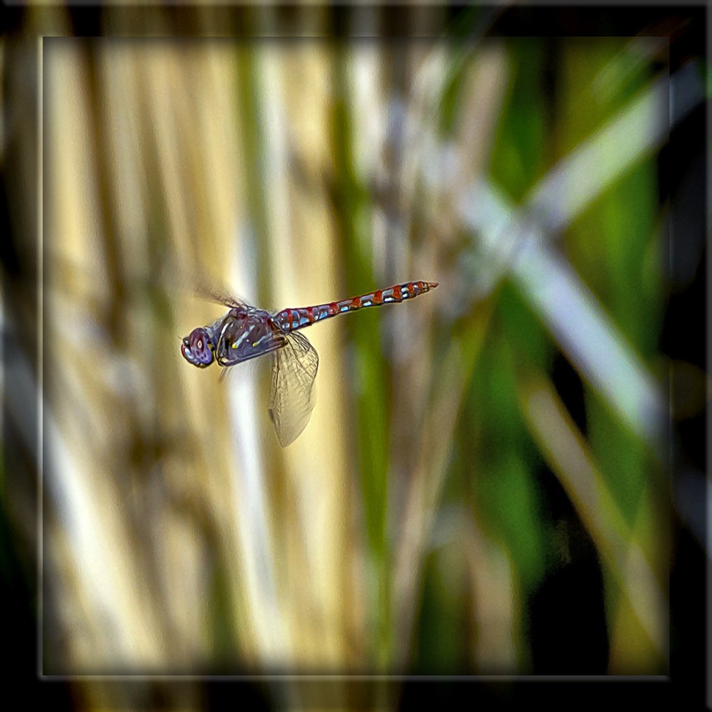 Variegated Meadowhawk Dragonfly In Flight | Becoming is Superior to Being