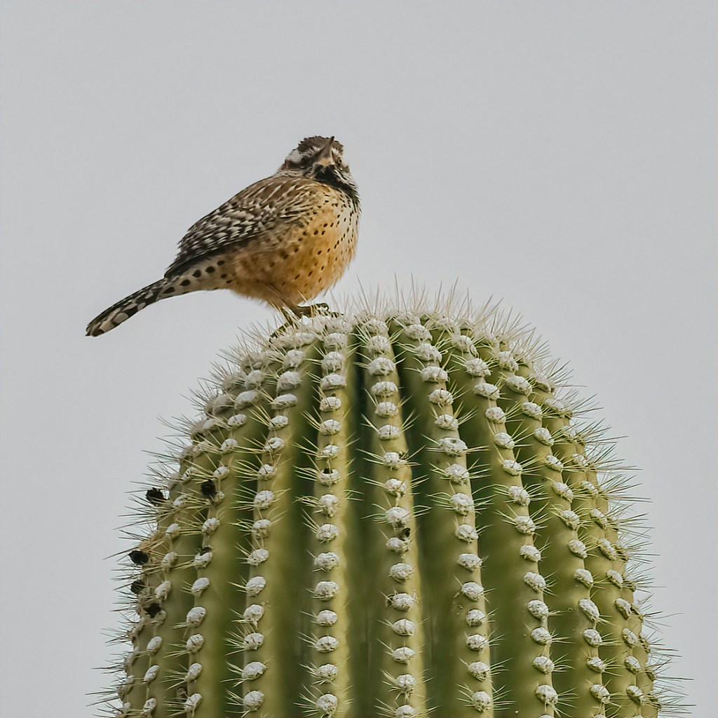 Cactus Wren On Saguaro Cactus | Becoming is Superior to Being