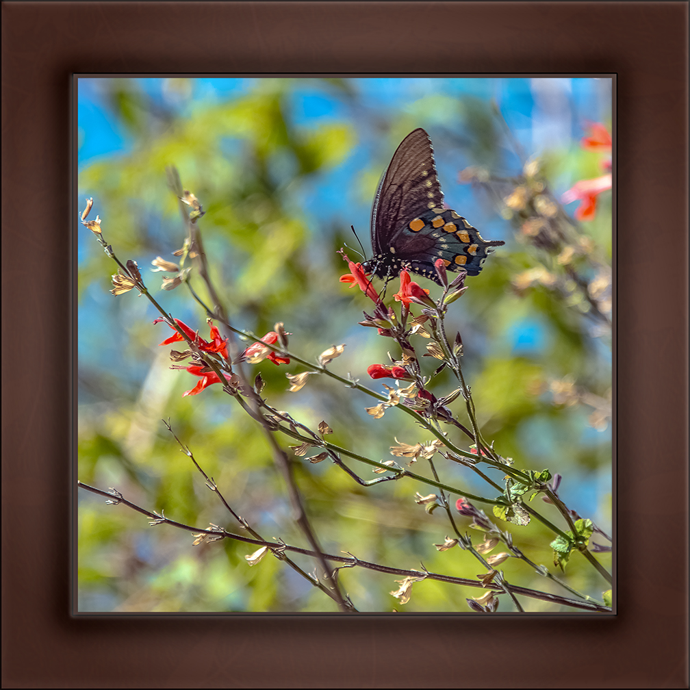 Pipevine Swallowtail On Thurber’s Desert Honeysuckle | Becoming is ...