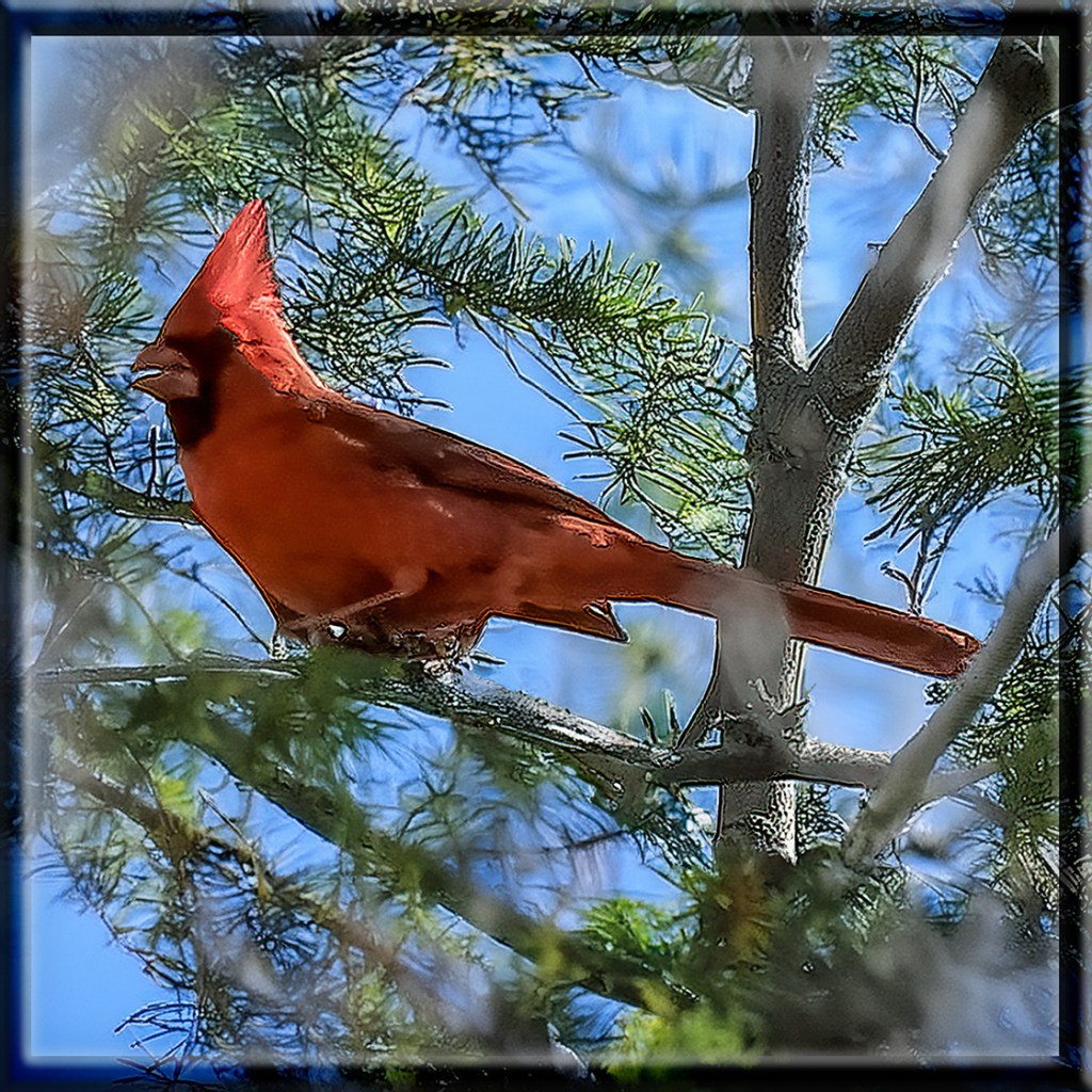 Springtime Northern Cardinal | Becoming is Superior to Being