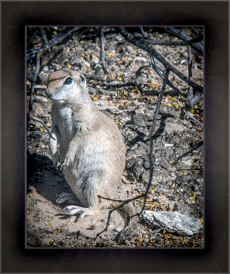 Round-tailed Ground Squirrel | Becoming is Superior to Being