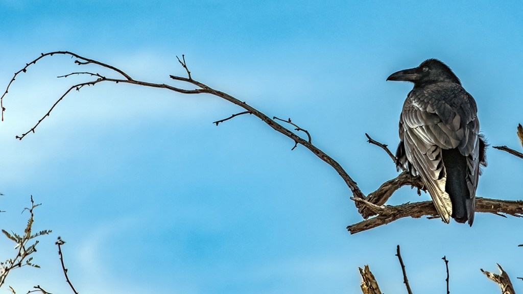 Raven Out On A Limb | Becoming is Superior to Being
