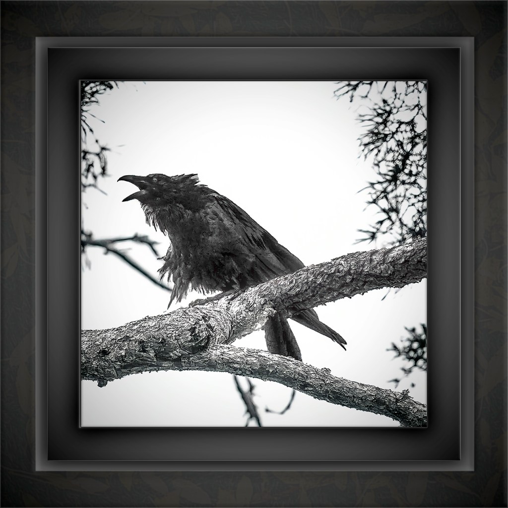 Angry Raven | Becoming is Superior to Being