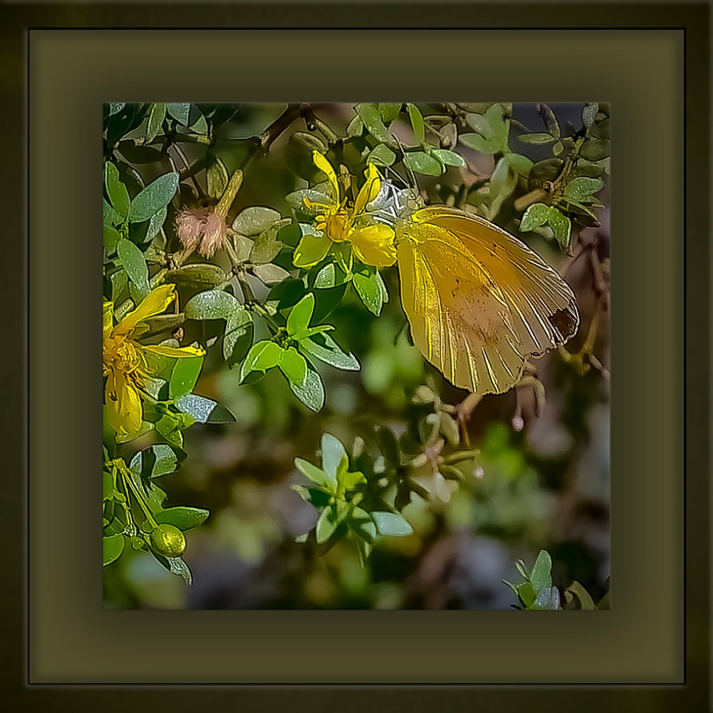 Sleepy Orange Butterfly | Becoming is Superior to Being