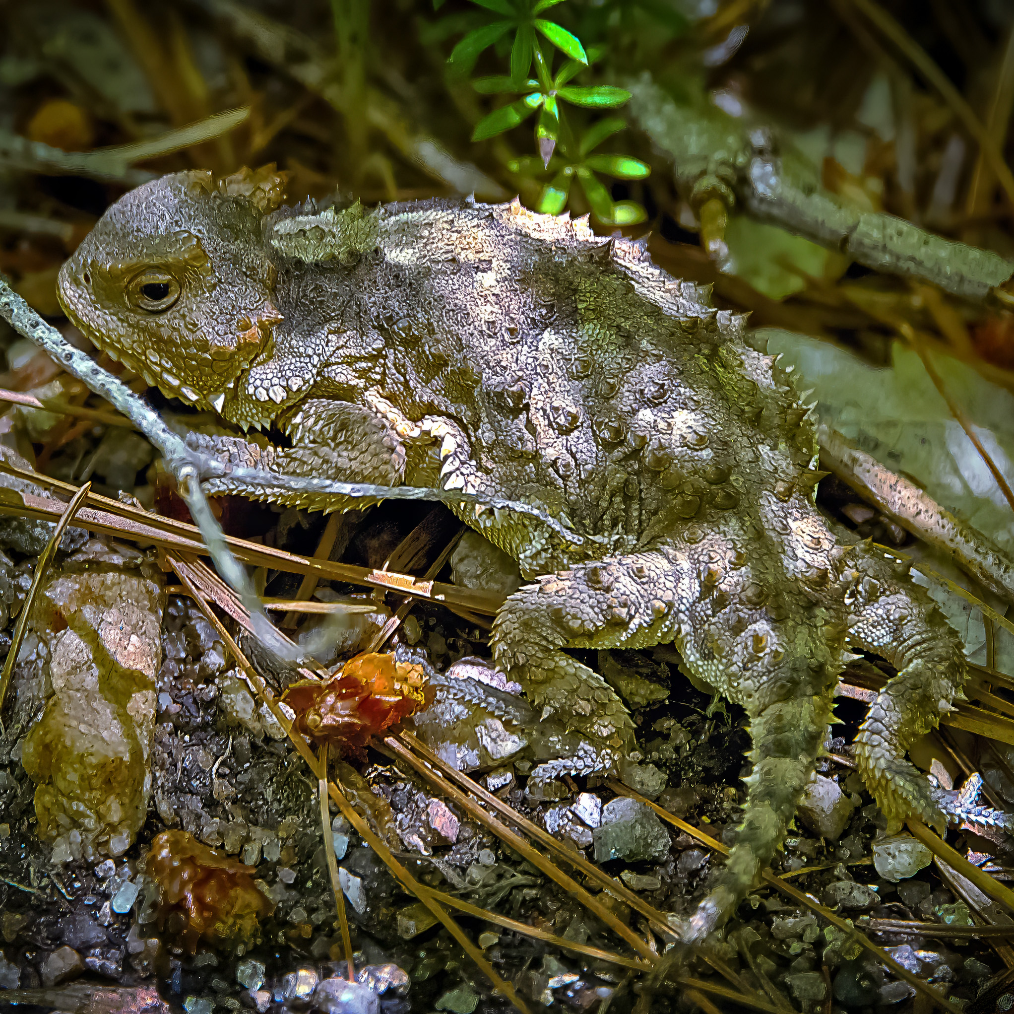 Regal Horned Lizard | Becoming is Superior to Being