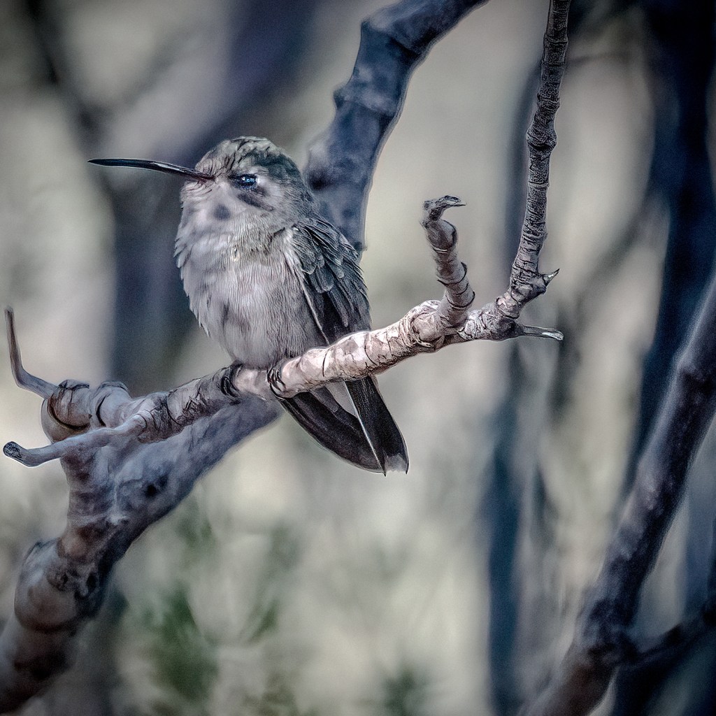 Costas Hummingbird Unusual Travels To Tucson | Becoming is Superior to ...