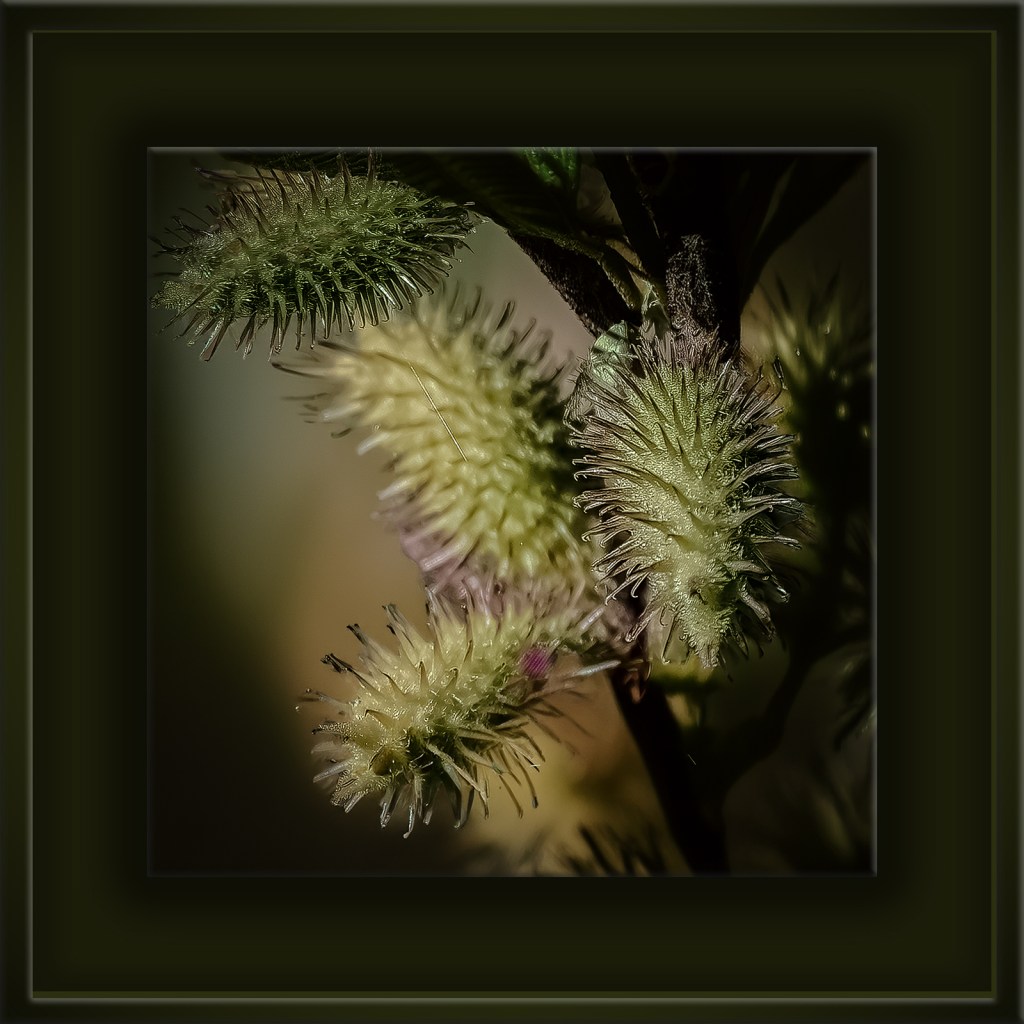 Burrs, The Original Velcro | Becoming is Superior to Being