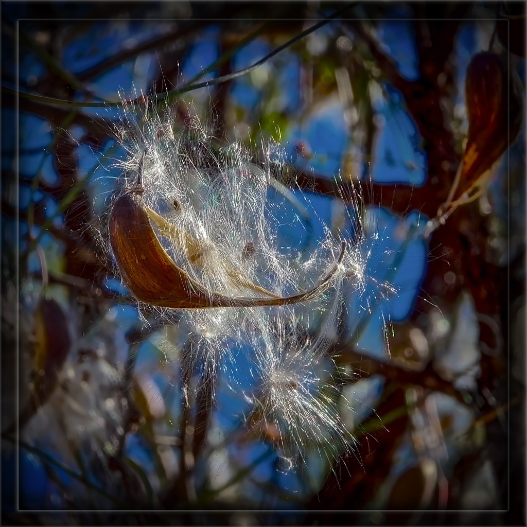 Seed Pod Explosion | Becoming is Superior to Being